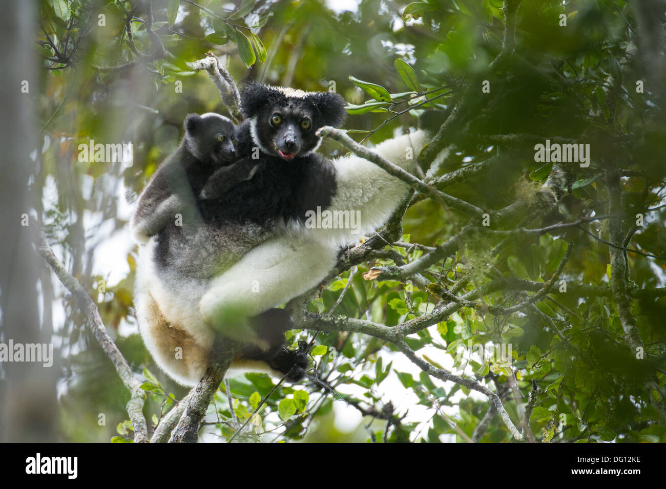 Lemur indri indri hi-res stock photography and images - Alamy
