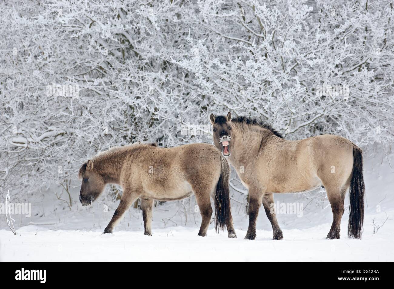 Konik-Pferde / Konik-Horses Stock Photo - Alamy