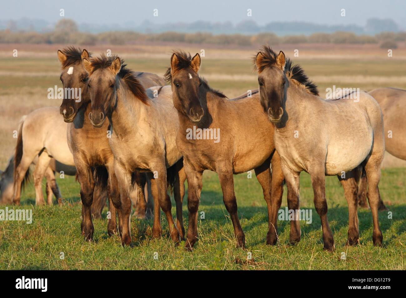 Konik Pferd High Resolution Stock Photography and Images - Alamy