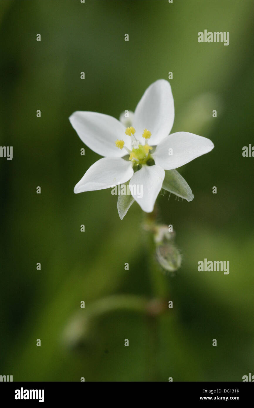 Spergula arvensis hi-res stock photography and images - Alamy