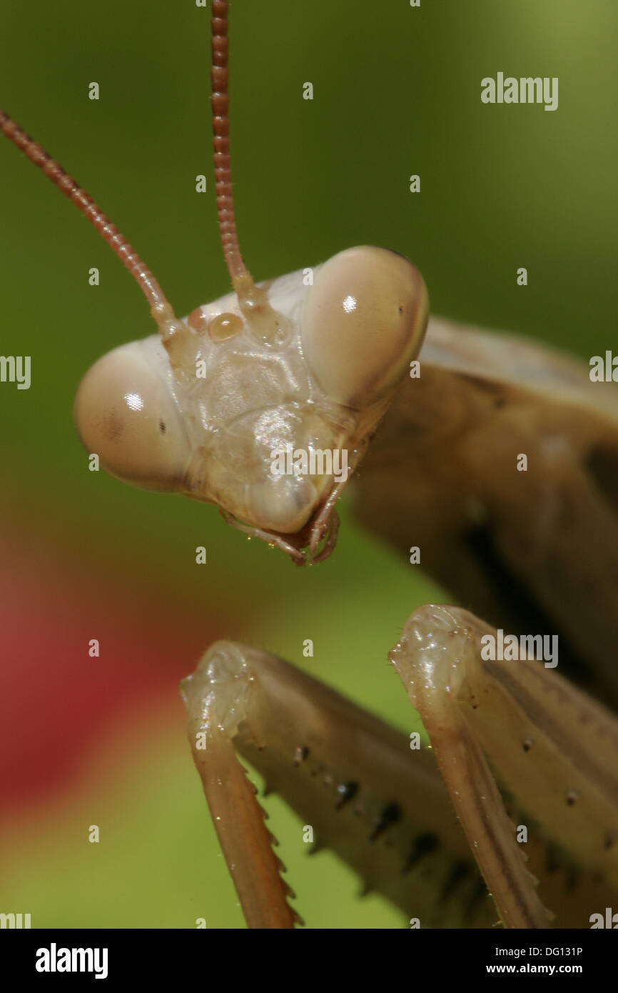 Iris Mantis High Resolution Stock Photography and Images - Alamy