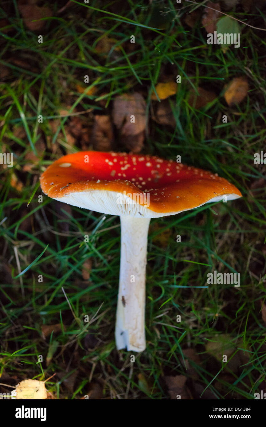 Red toadstool with white spots hi-res stock photography and images - Alamy