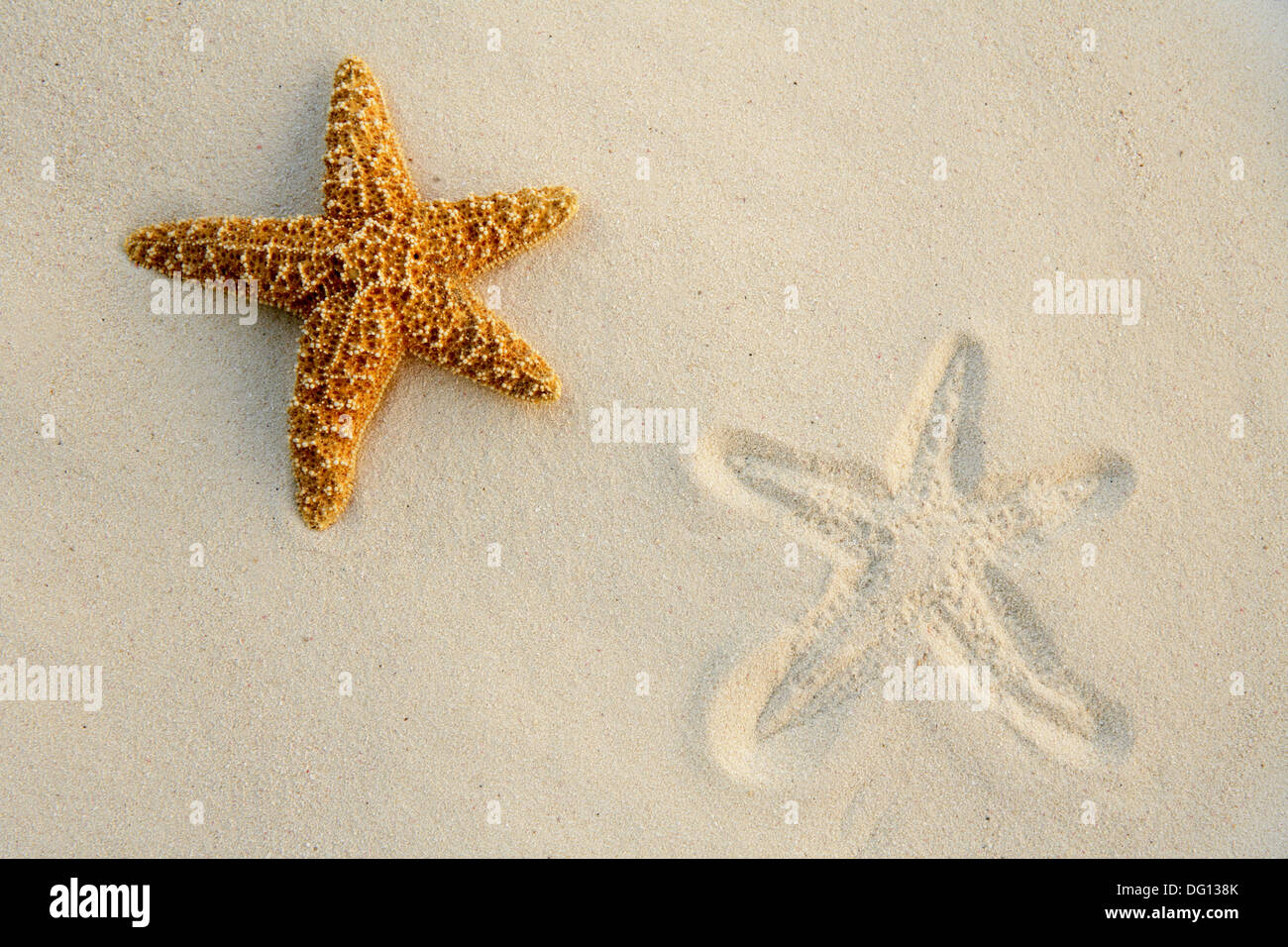 Close up upside down starfish hi-res stock photography and images - Alamy
