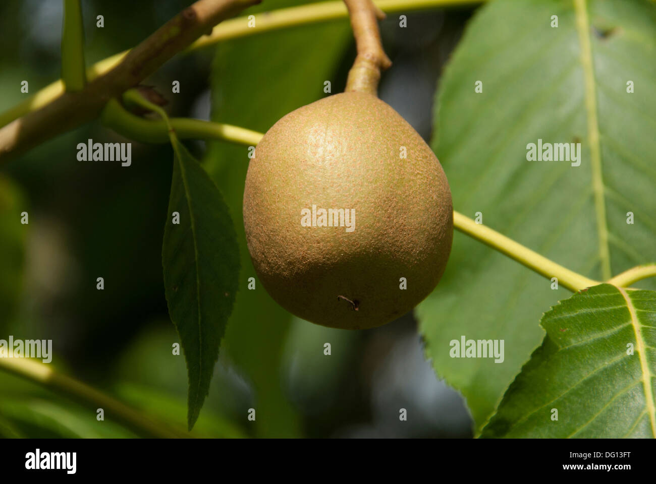 Aesculus flava hi-res stock photography and images - Alamy