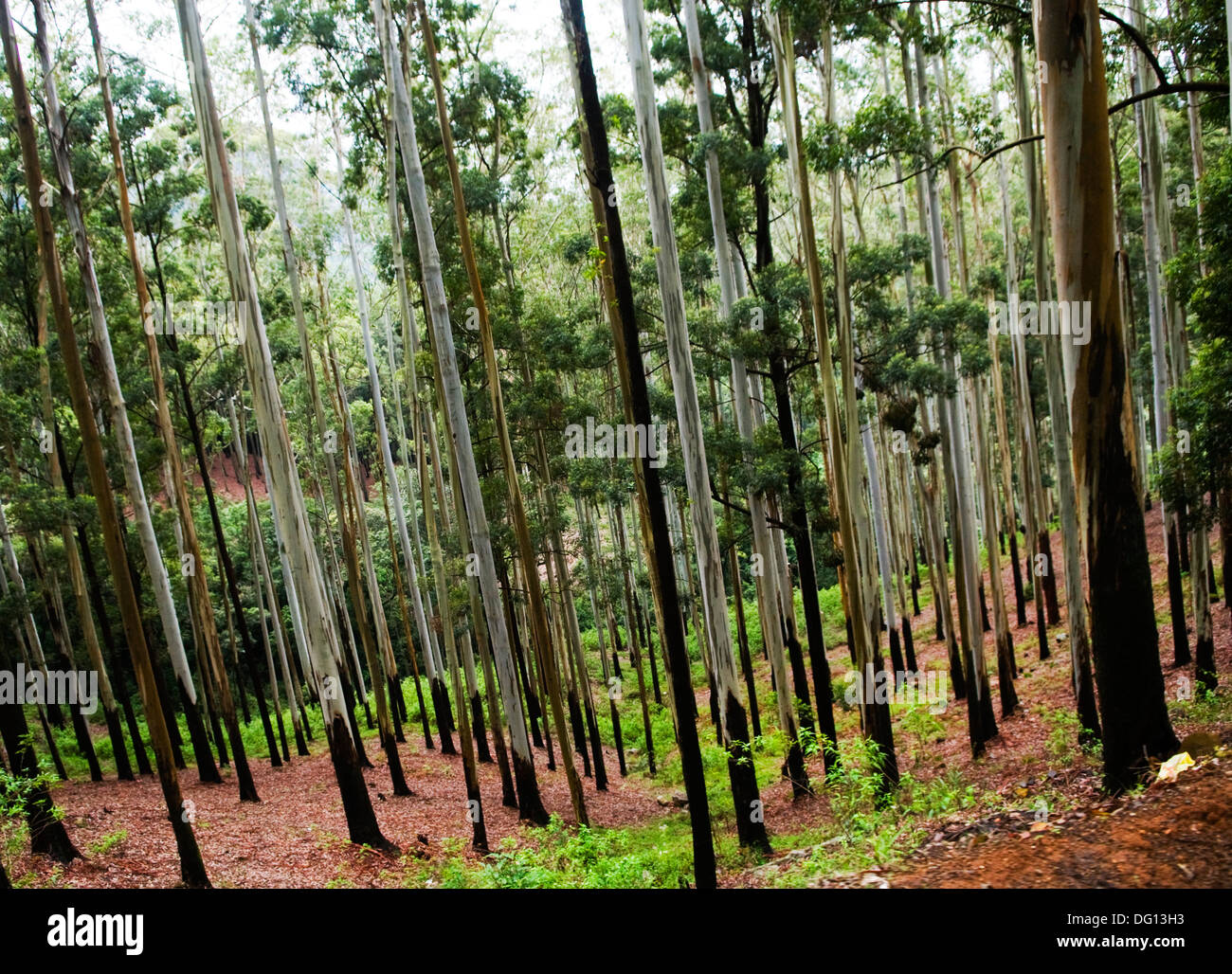 Beautiful forests in Sri Lanka´s hill country Stock Photo - Alamy