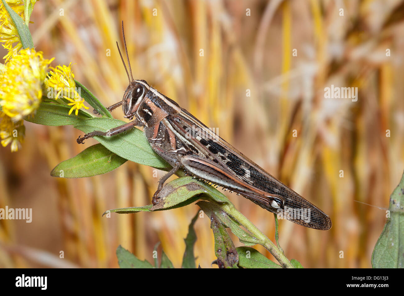 American grasshopper hi-res stock photography and images - Alamy