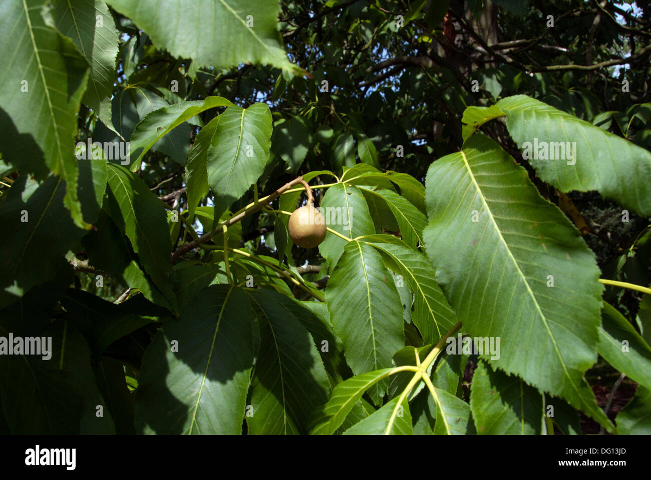 Aesculus flava hi-res stock photography and images - Alamy