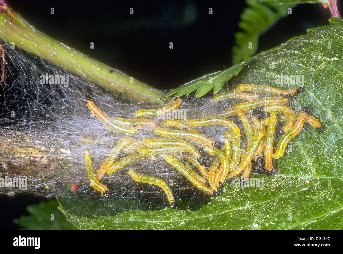 Lepidopteran pest hi-res stock photography and images - Alamy