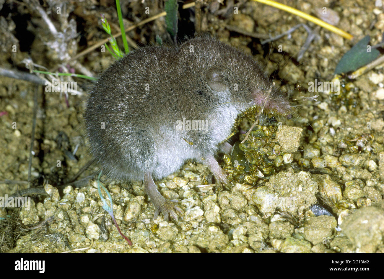 Crocidura Russula High Resolution Stock Photography and Images - Alamy