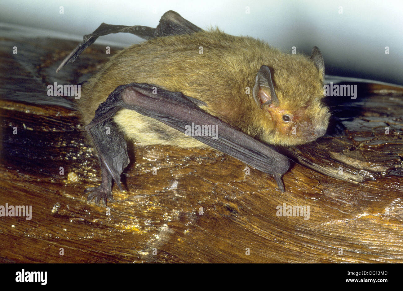 Pipistrelle bat close up hi-res stock photography and images - Alamy