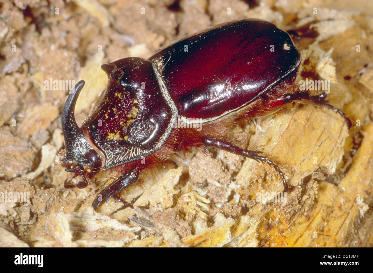 Nasicornis hi-res stock photography and images - Alamy