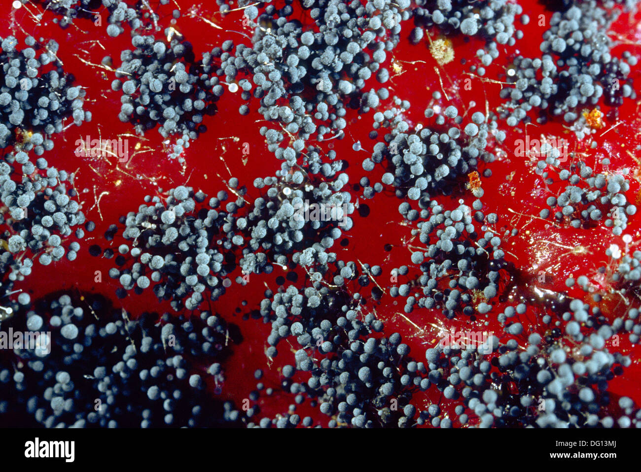 Eumycota High Resolution Stock Photography and Images - Alamy