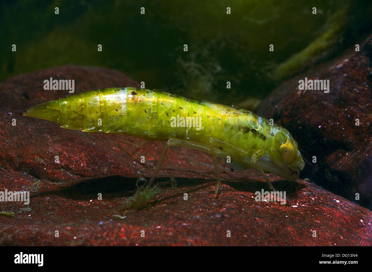 Dragonfly nymph underwater hi-res stock photography and images - Alamy