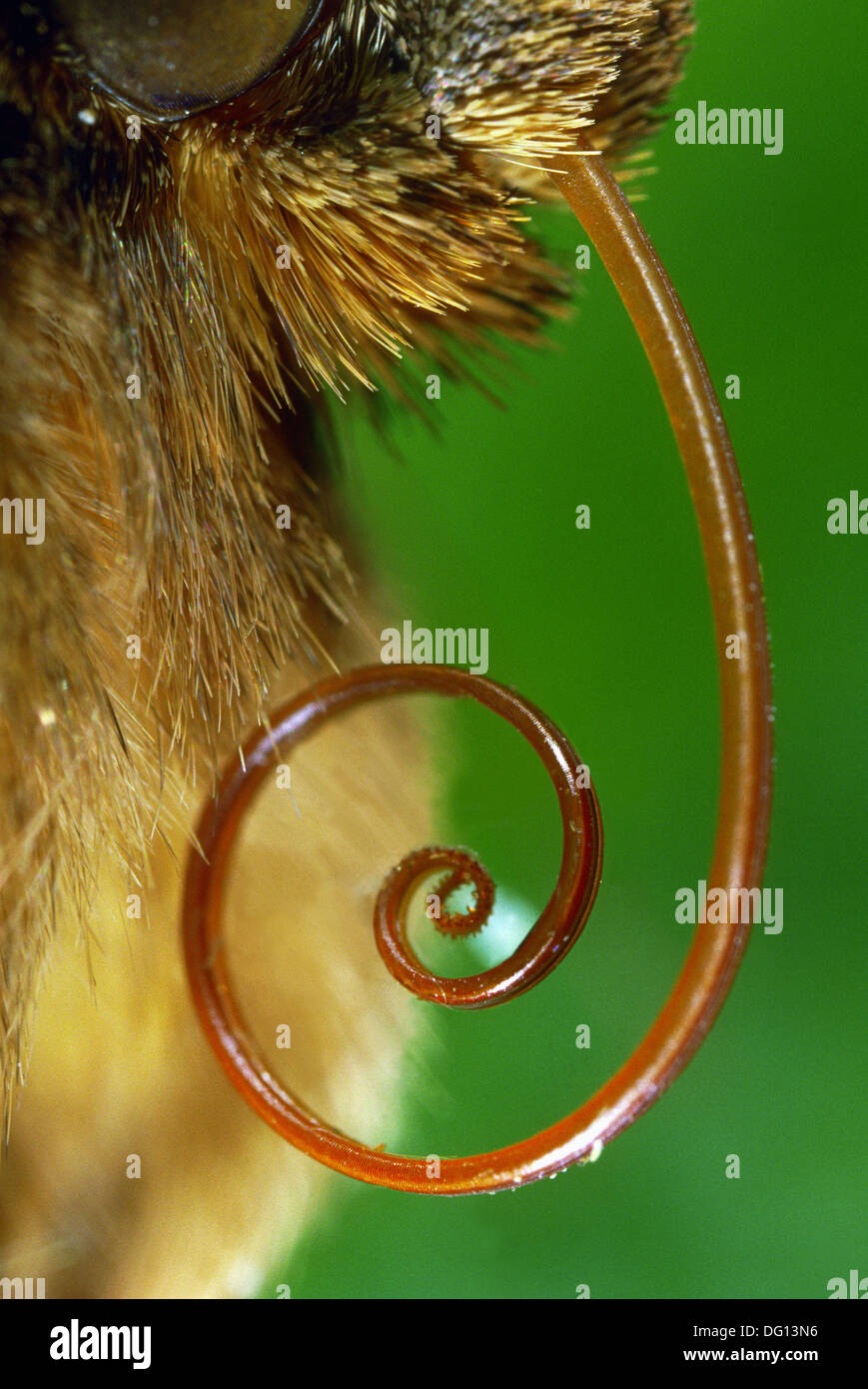 Moth tongue hi-res stock photography and images - Alamy