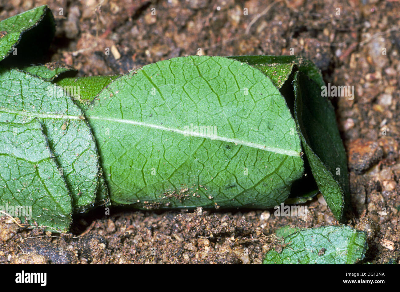 Megachile sp hi-res stock photography and images - Alamy