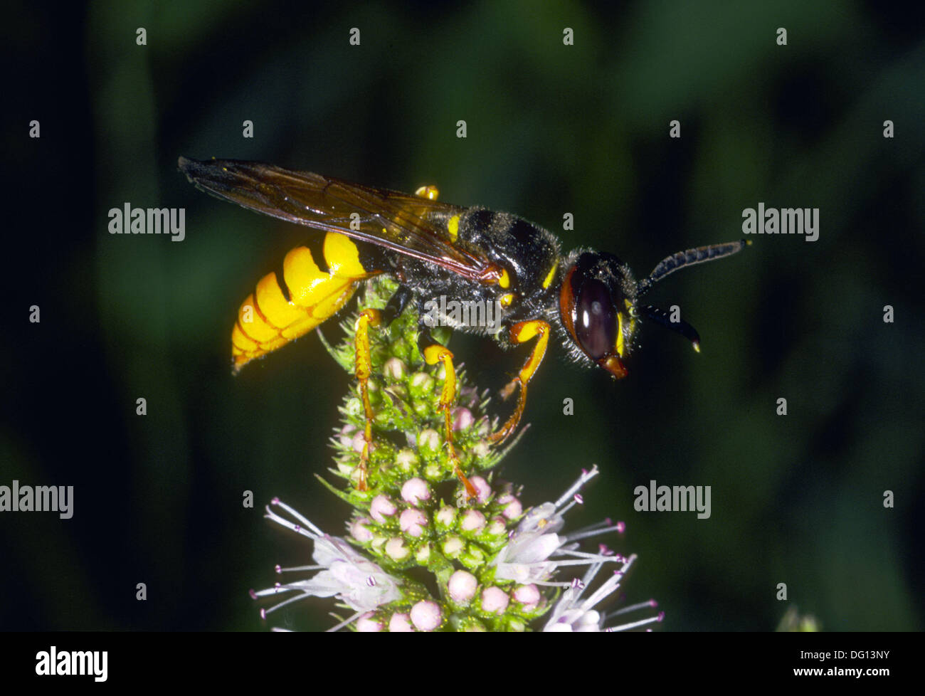 Bee killer wasp close up hi-res stock photography and images - Alamy