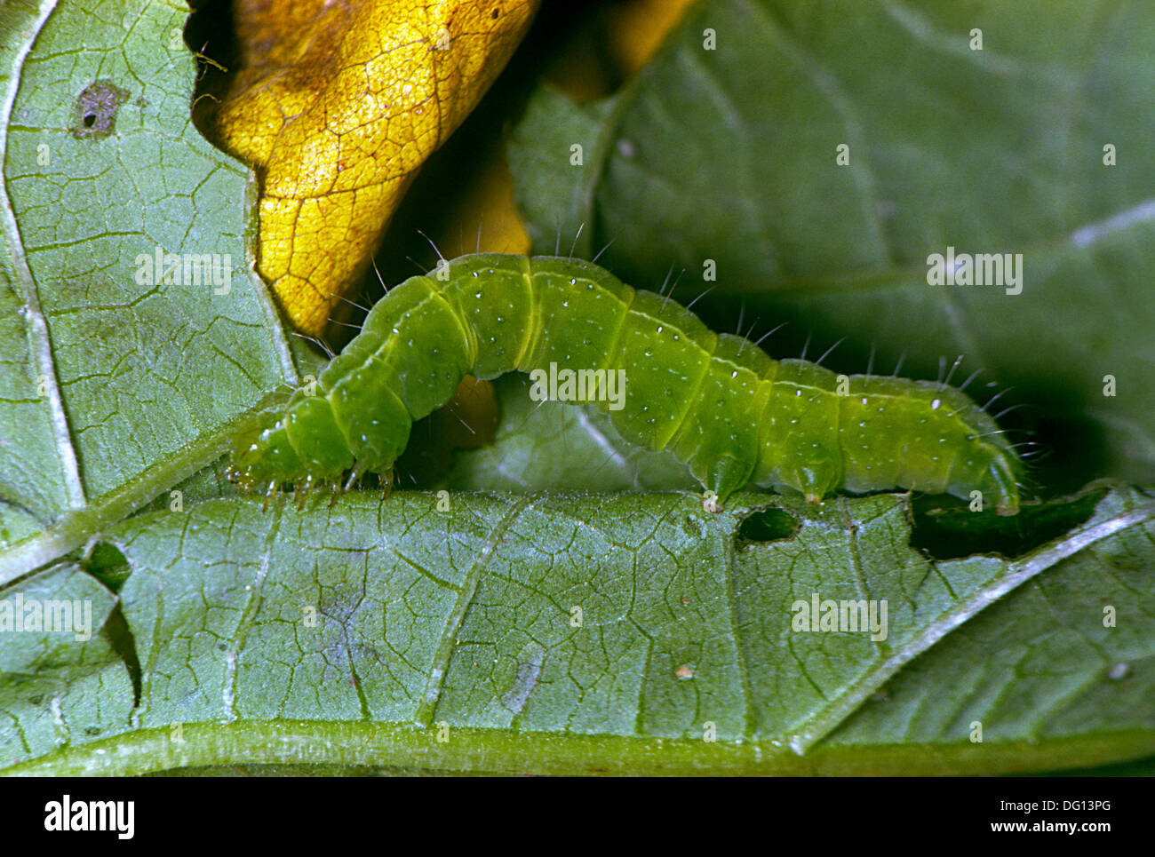 Moth larvas hi-res stock photography and images - Alamy