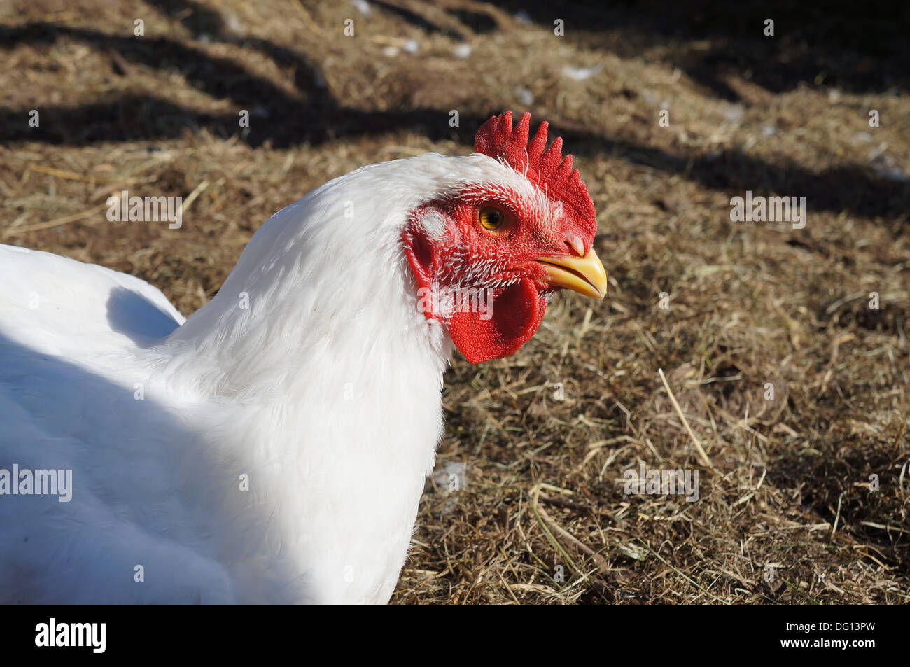 Chicken profile hi-res stock photography and images - Alamy
