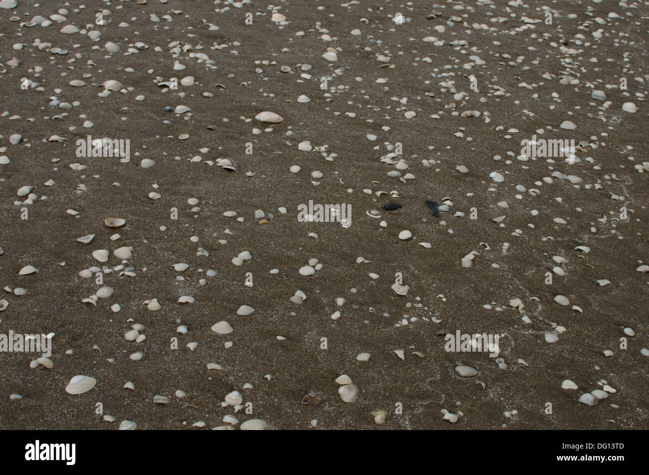 Sand beach with lots of sea shells in San Clemente del Tuyu, Argentina ...