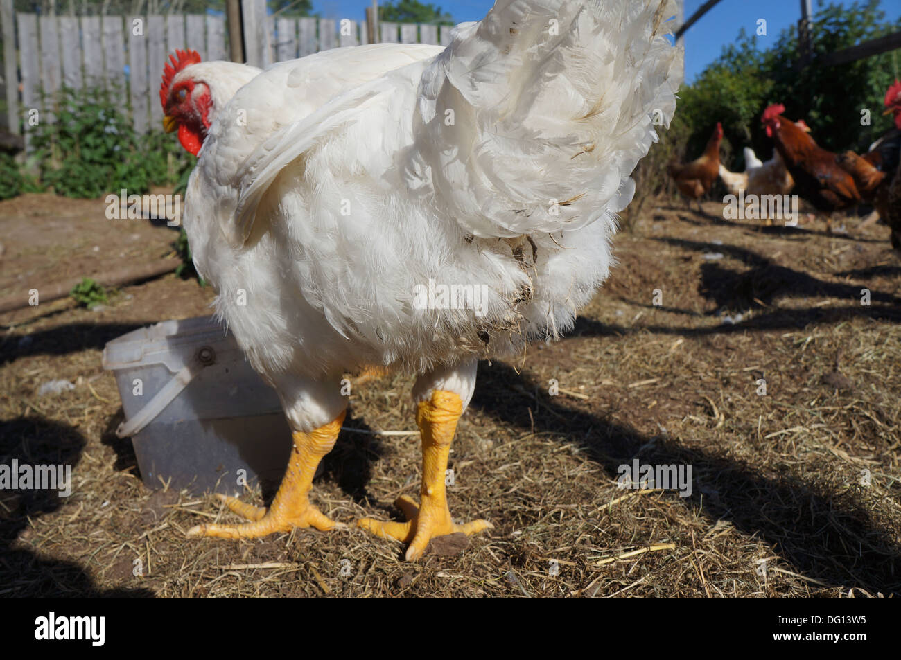 Red and white chicken hi-res stock photography and images - Alamy