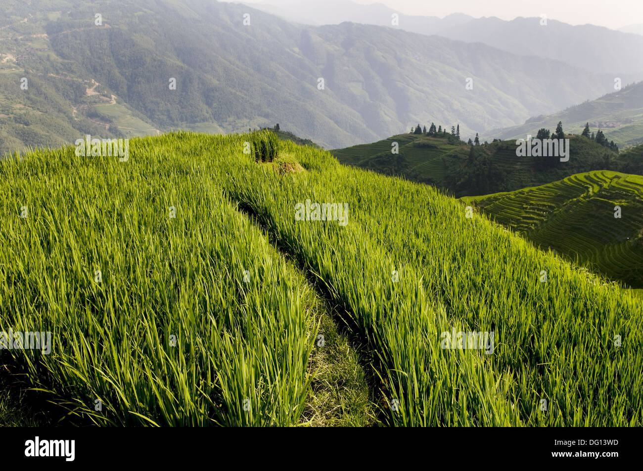 The amazing rice terraces of LongJi in Guangxi, China Stock Photo - Alamy
