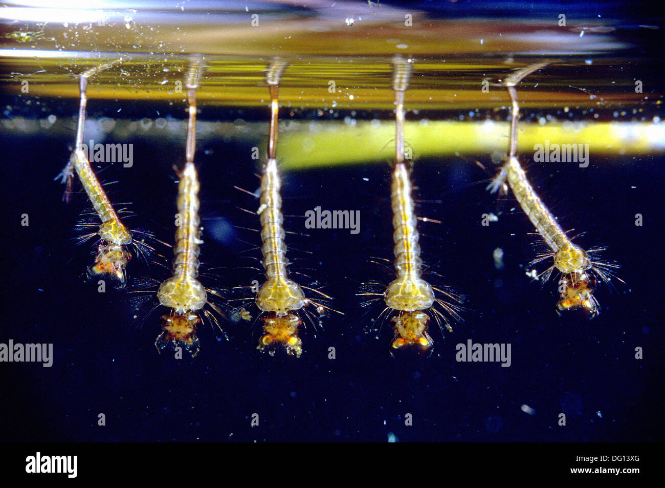 Culex larvae hi-res stock photography and images - Alamy