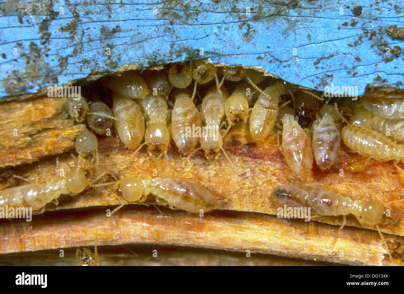Termite Queen Dissection