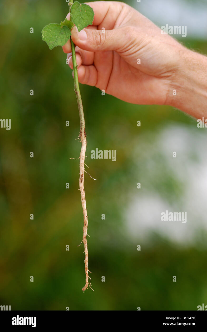 Taproot Not Carrot Stock Photos & Taproot Not Carrot Stock Images - Alamy