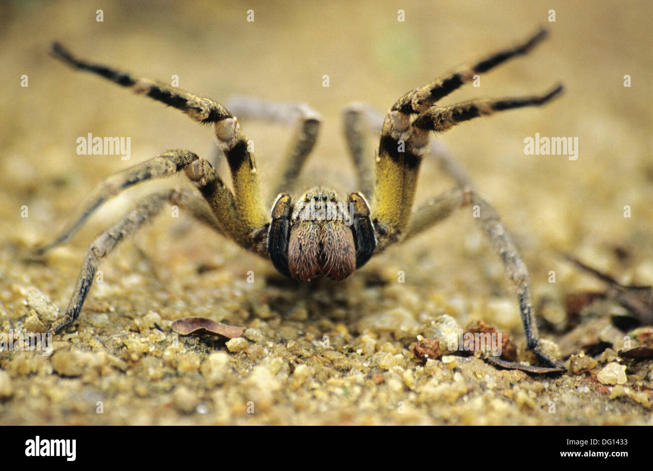 Brazilian Wandering Spider Stock Photos & Brazilian Wandering Spider ...