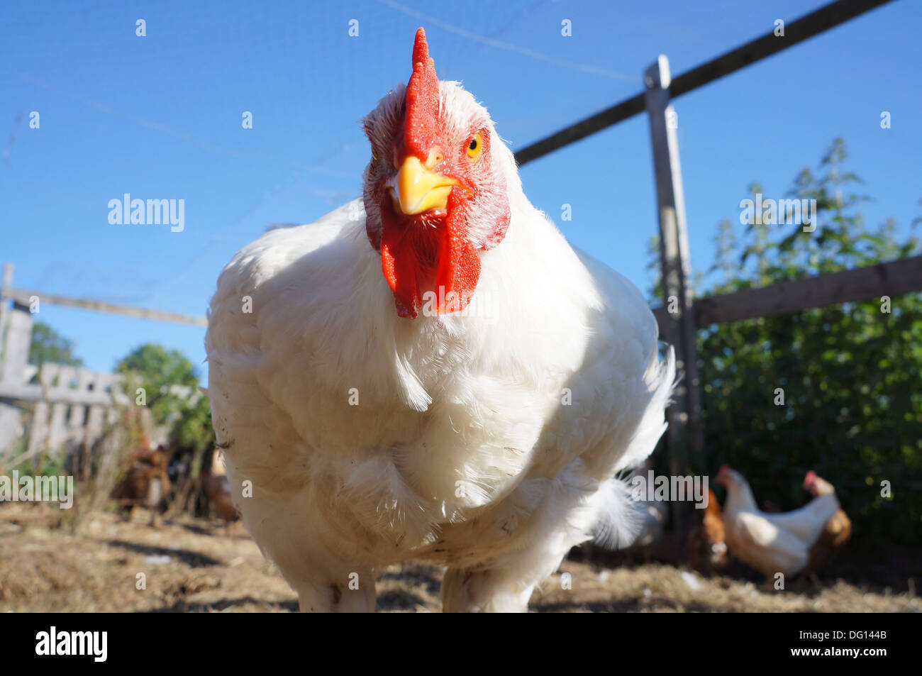 Chicken profile hi-res stock photography and images - Alamy
