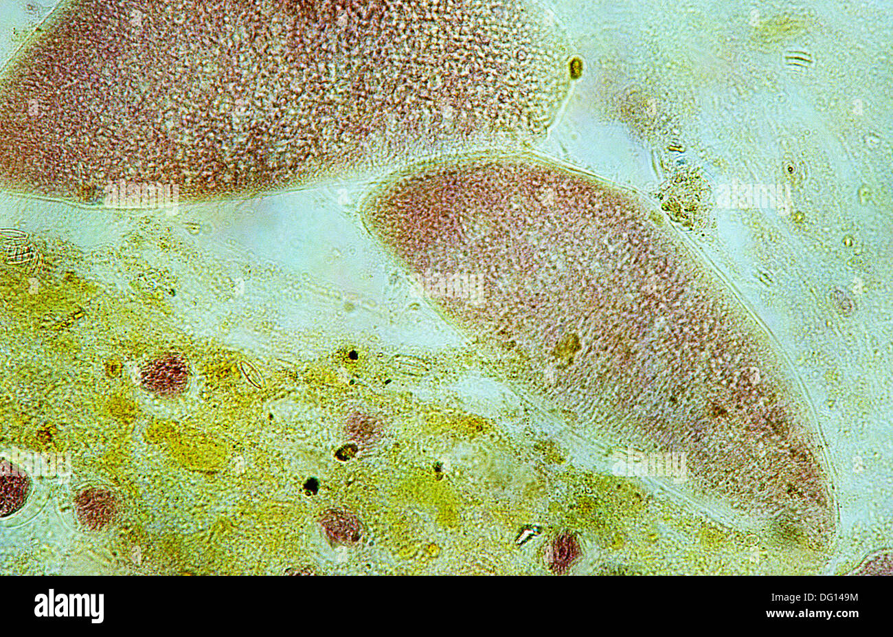 Protozoa Parasite High Resolution Stock Photography and Images - Alamy