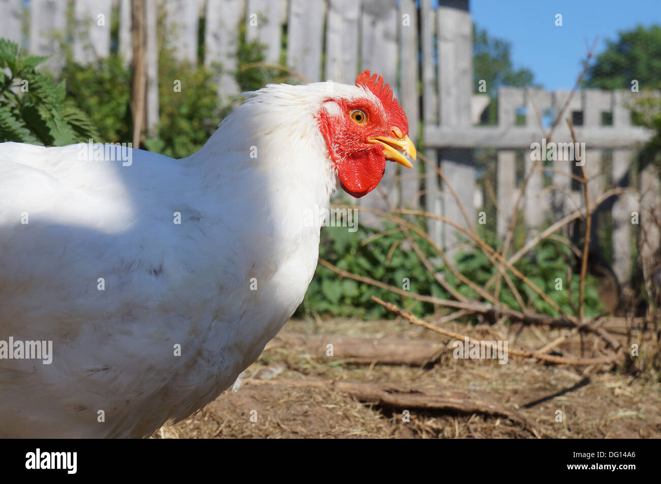 Chicken profile hi-res stock photography and images - Alamy