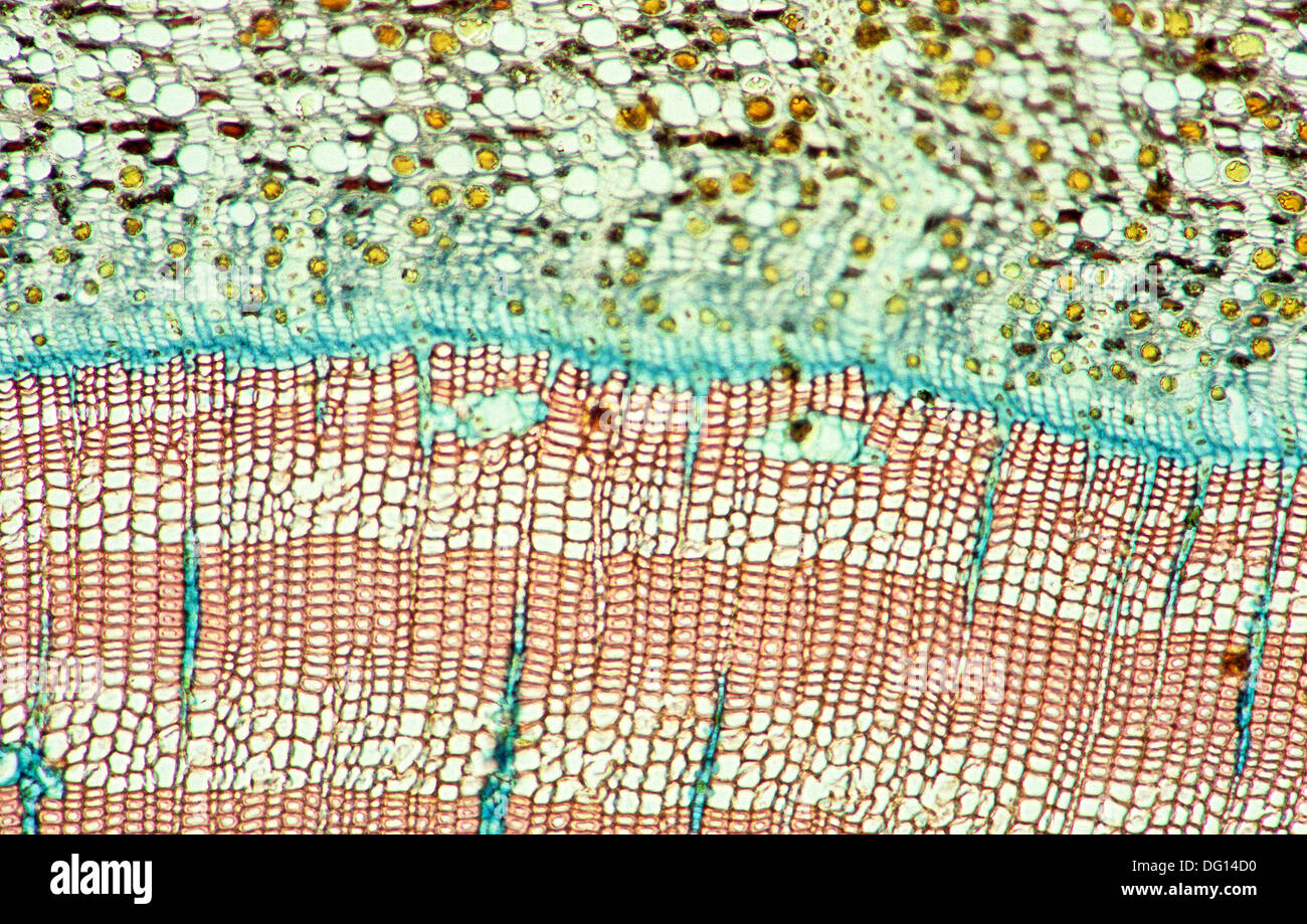 Phloem Stock Photos & Phloem Stock Images - Alamy