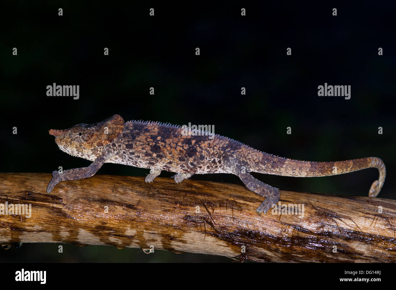 Short-horned chameleon, Calumma brevicornis, Analamazaotra Special ...