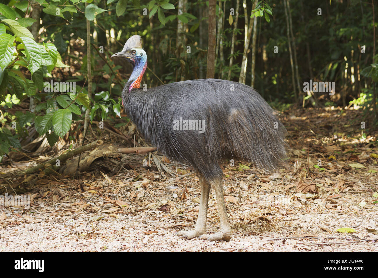 Cassowary casuarius hi-res stock photography and images - Alamy