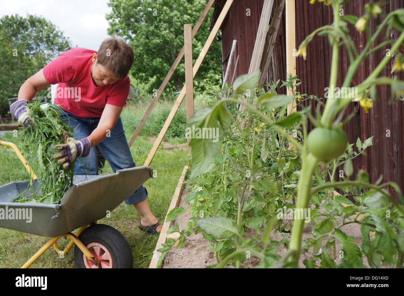 gardener planting tomato in a sand box Stock Photo - Alamy