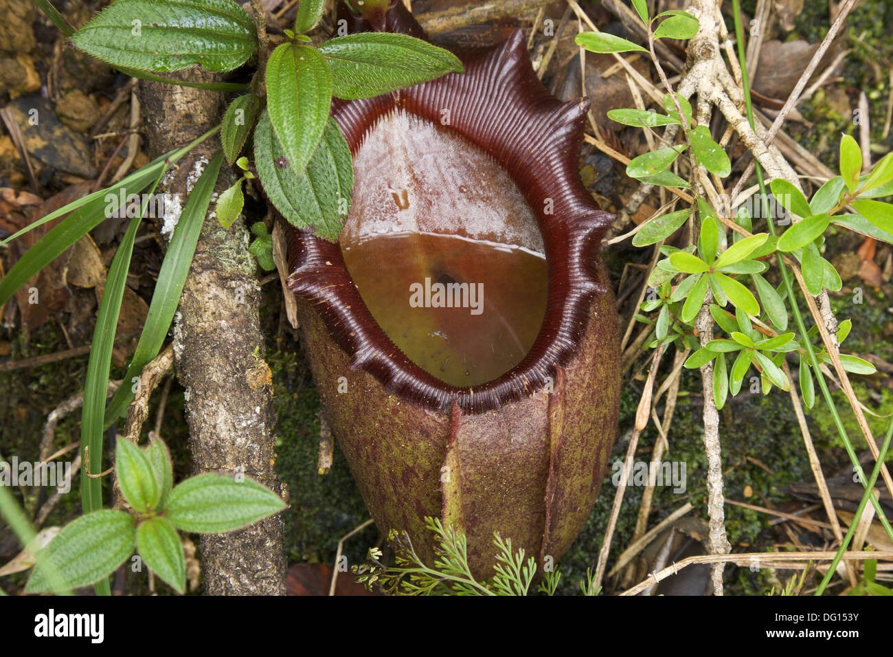 Nepenthes Rajah Life Cycle