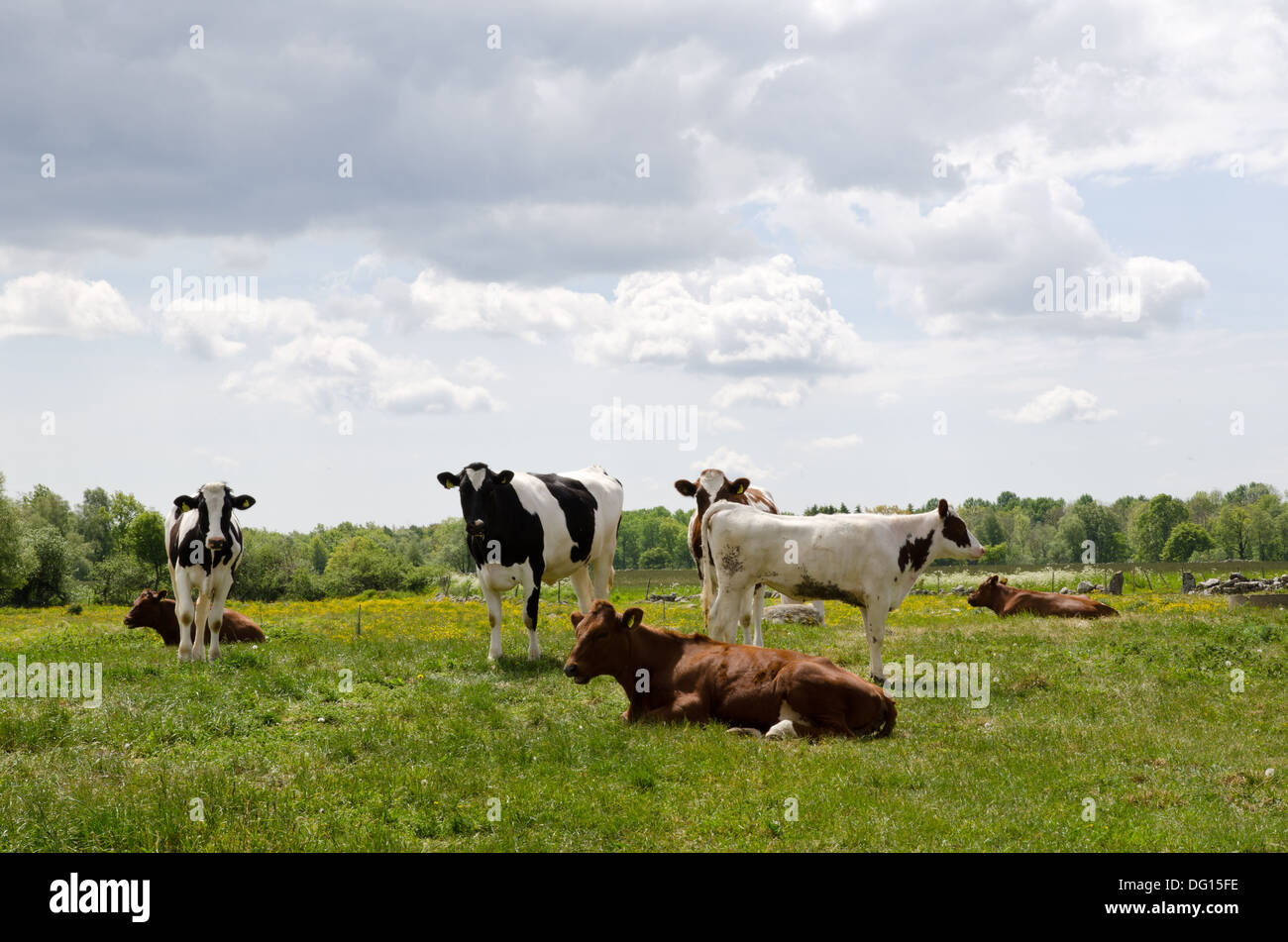 Cows spring hi-res stock photography and images - Alamy