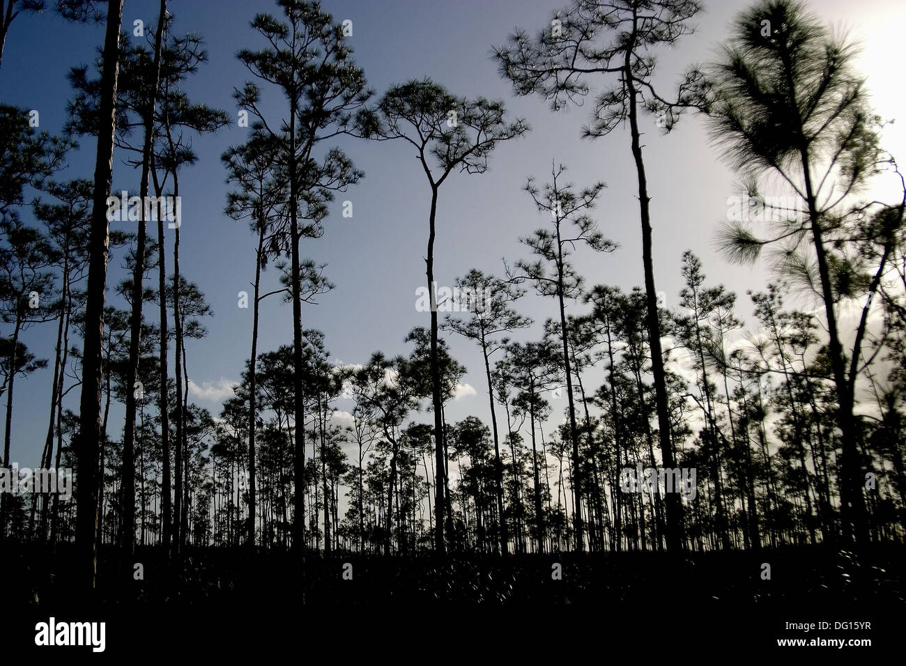 Everglades pine trees hi-res stock photography and images - Alamy