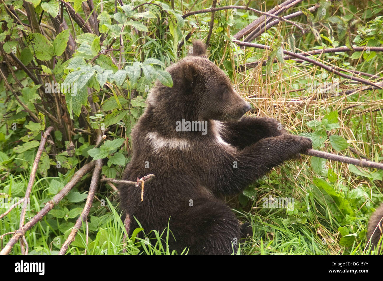 Kodiak bears hi-res stock photography and images - Alamy