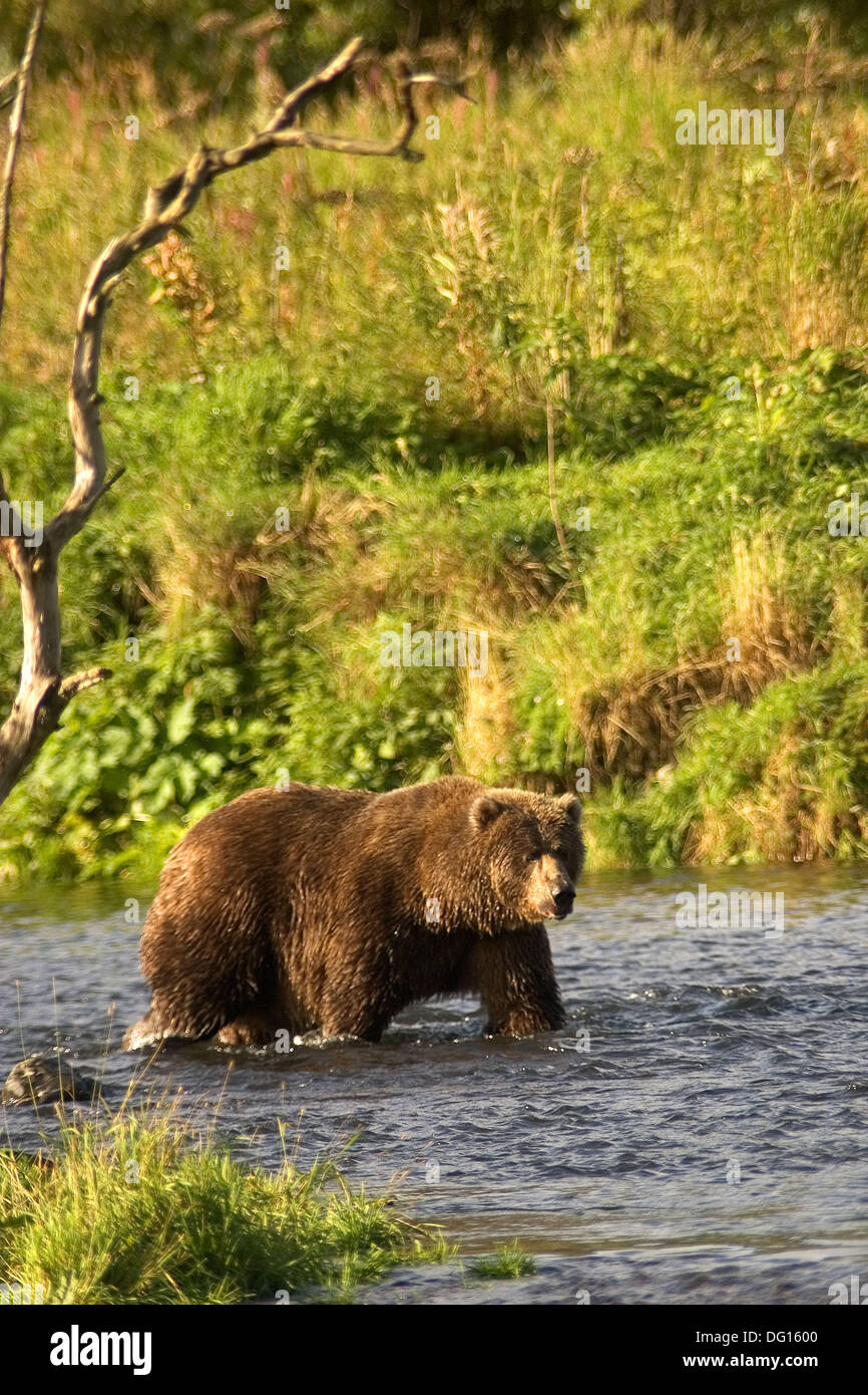 Kodiak bears hi-res stock photography and images - Alamy