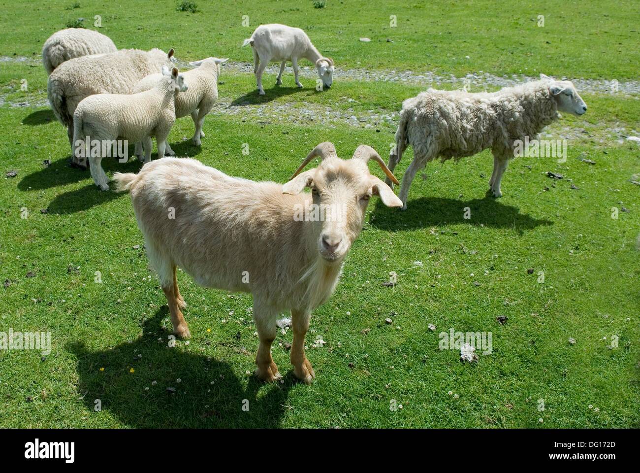 University goats hi-res stock photography and images - Alamy