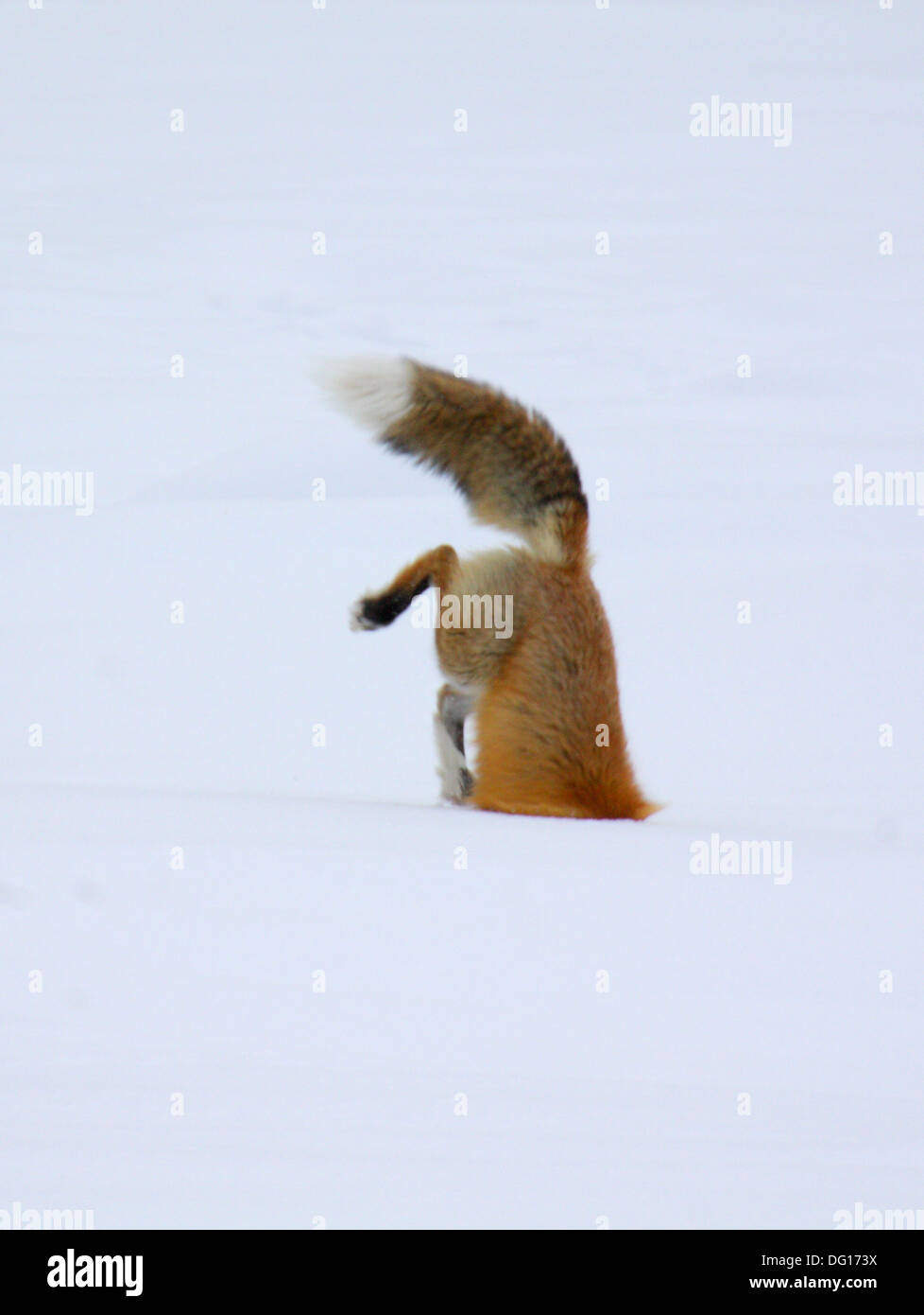 Red fox snow mousing hi-res stock photography and images - Alamy