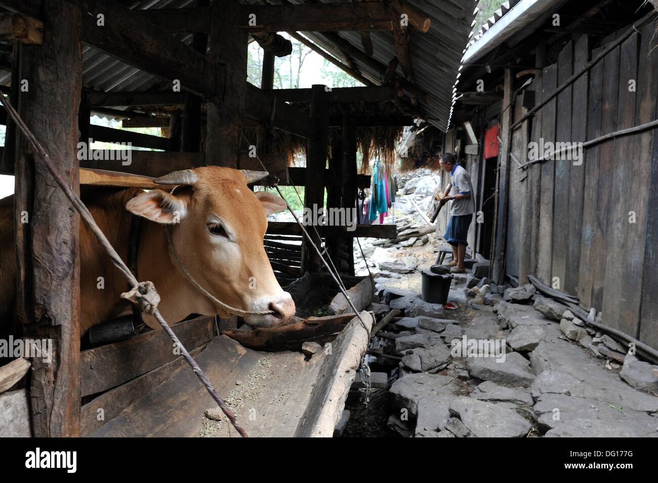 cow in cowshed,hamlet around Sa Phin,Dong Van plateau,Ha Giang province ...