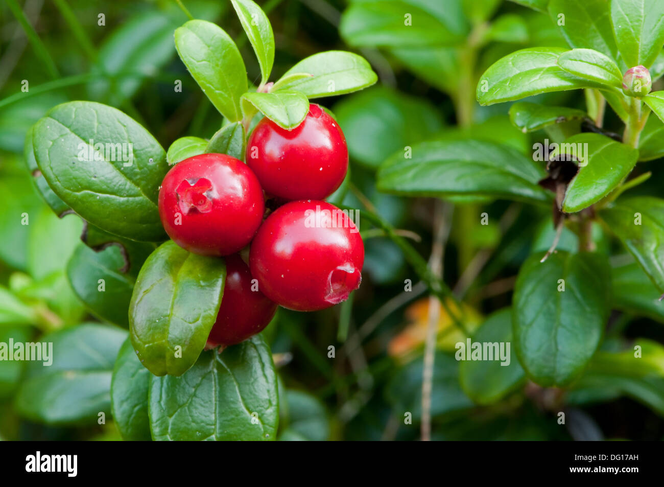 Cowberry scotland hi-res stock photography and images - Alamy
