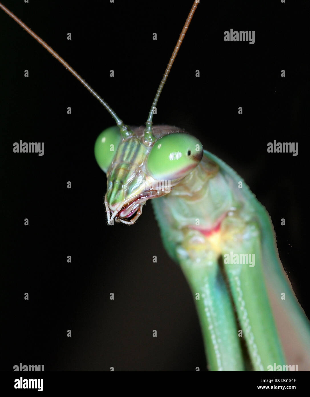 Praying mantis pose hi-res stock photography and images - Alamy
