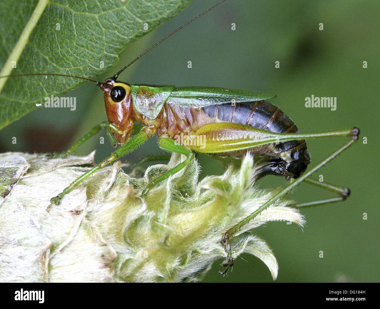 Black Sided High Resolution Stock Photography and Images - Alamy