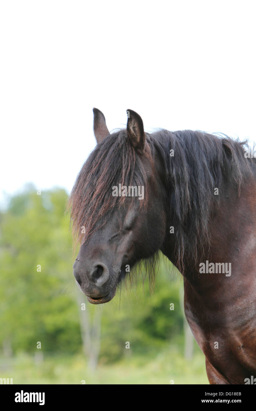 Cheval de frise hi-res stock photography and images - Alamy