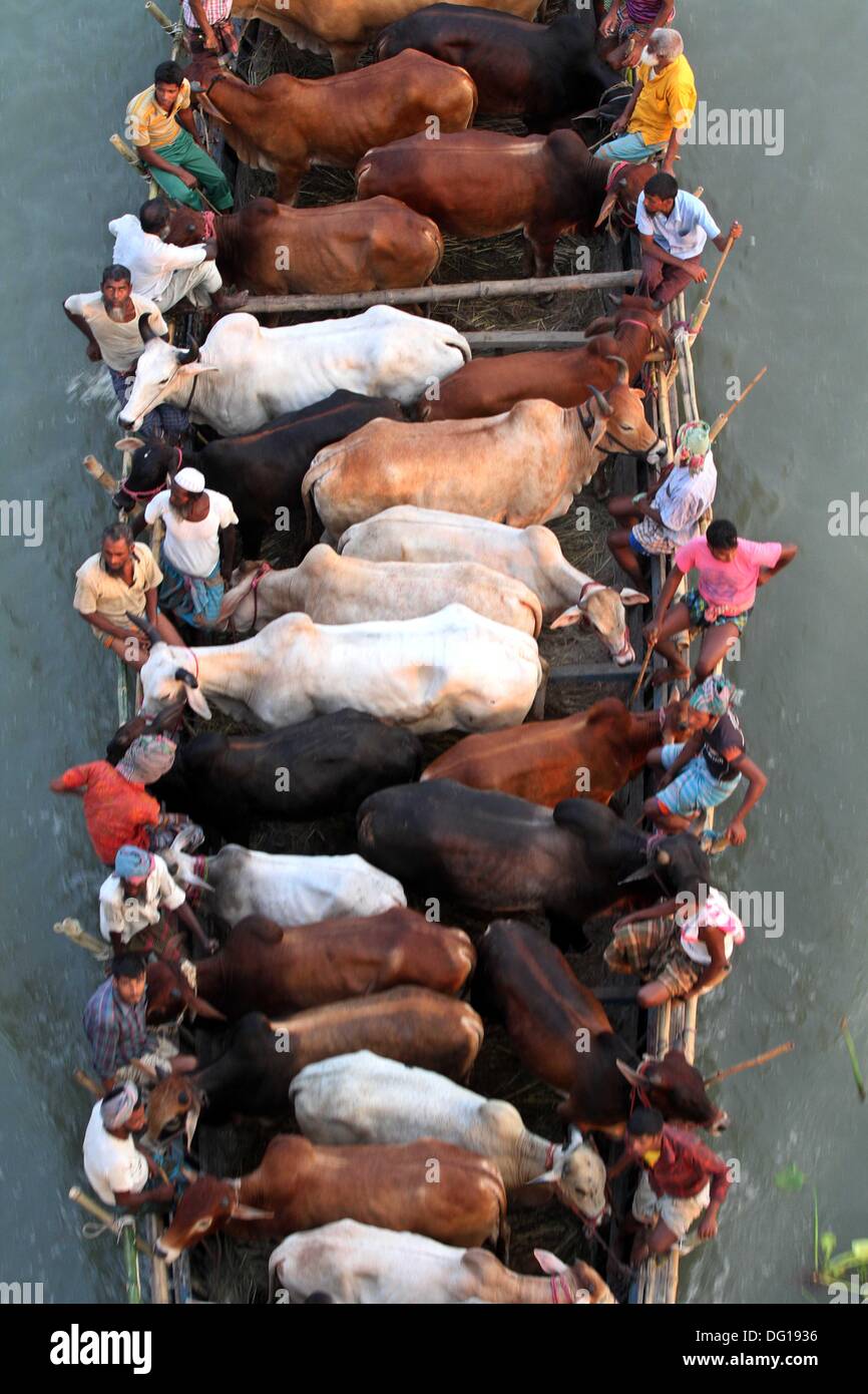 Bangladeshi cattle dealers transport cows in readiness for slaughter ...