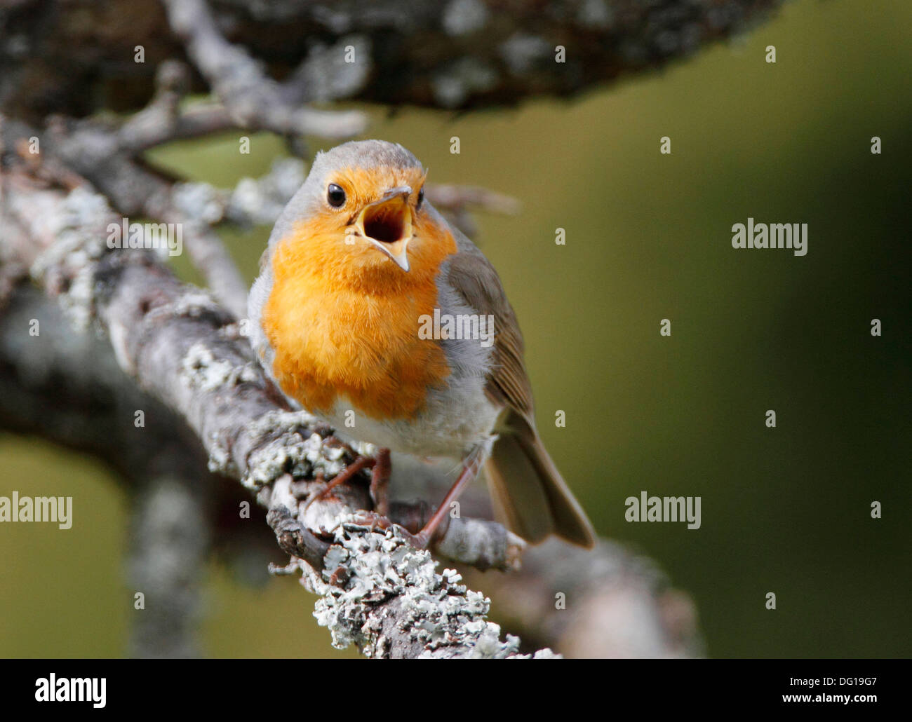 Robin, Stockholm Sweden Stock Photo - Alamy